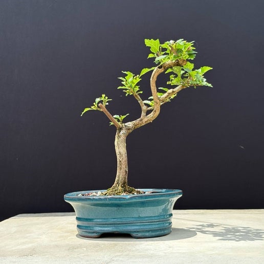 Primna Japonica 'Musk Maple' MM01 | Underhill Bonsai, LLC