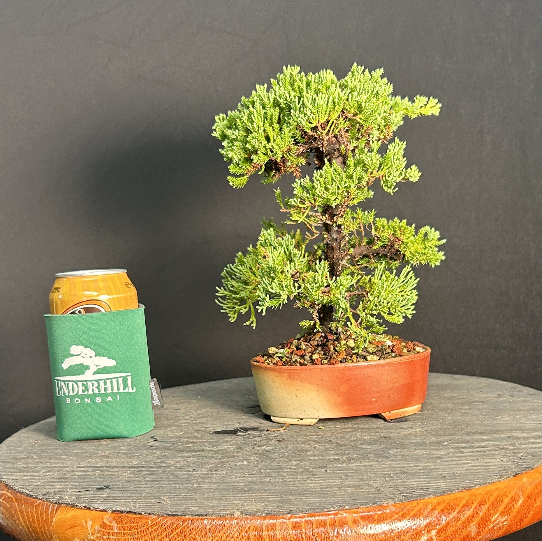 Green Mound Juniper in Rob Sheldon Pottery - GMJ78 | Underhill Bonsai, LLC