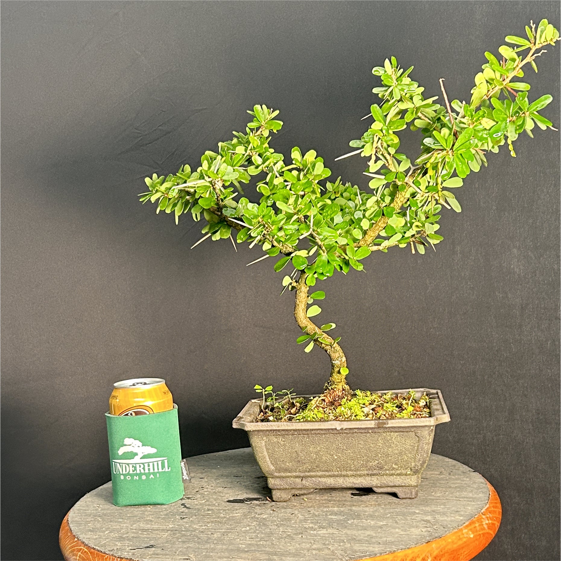 Vietnamese Blue Bell Desmodium, Nursery Stock - BLUEBELL1 | Underhill ...