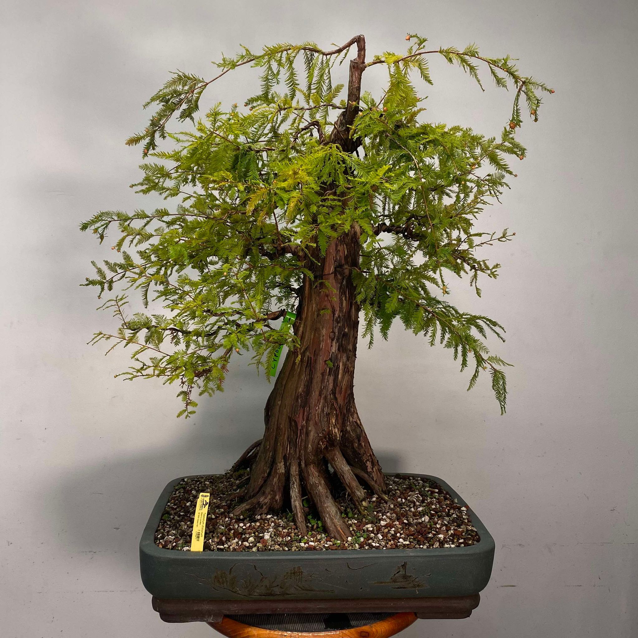 Bald Cypress Bonsai | Underhill Bonsai, LLC