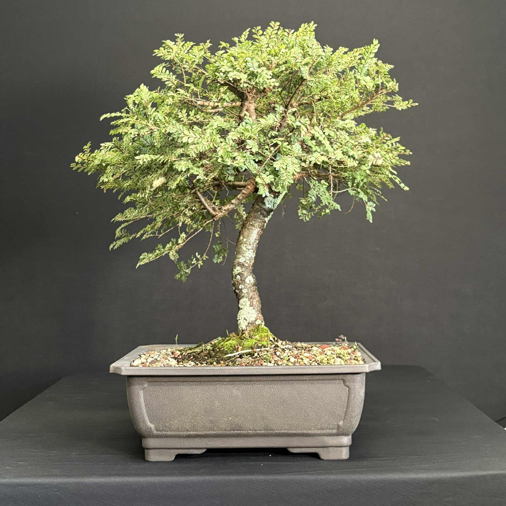 Seiju Elm, Pre-Bonsai | Underhill Bonsai, LLC
