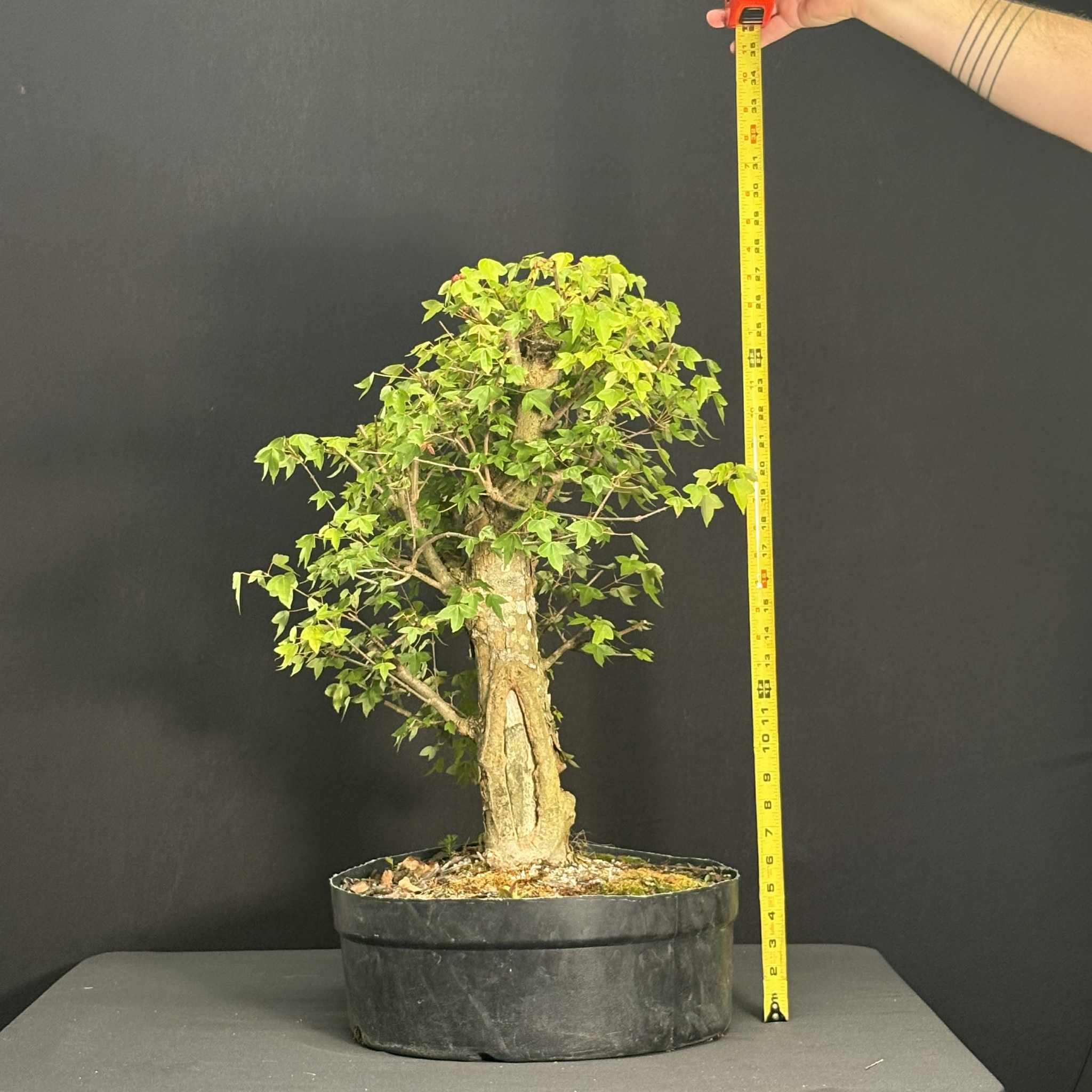 Trident Maple - Acer buergerianum - AB131 | Underhill Bonsai, LLC