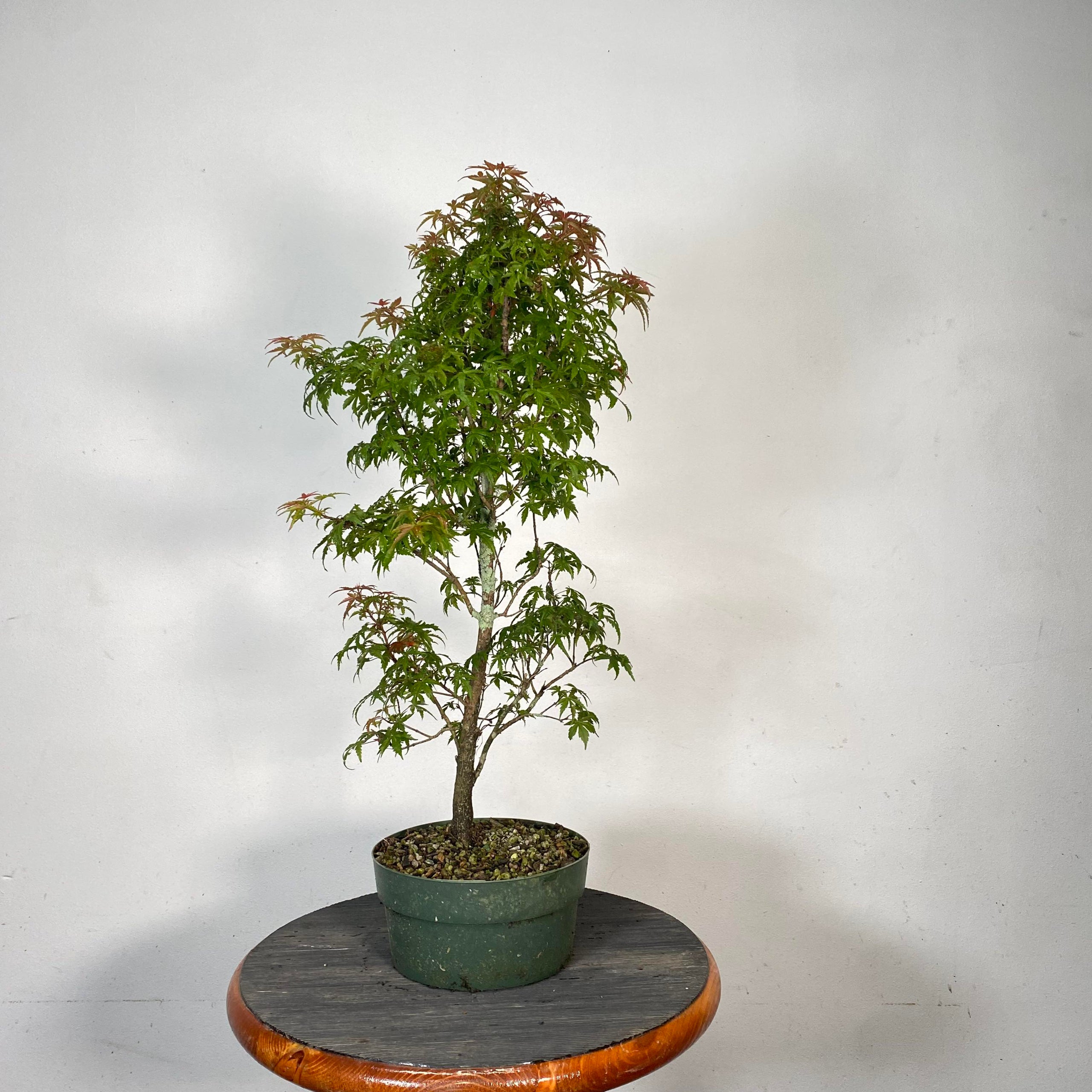 Dwarf Japanese Maple, Nursery Stock - APDF3 | Underhill Bonsai, LLC