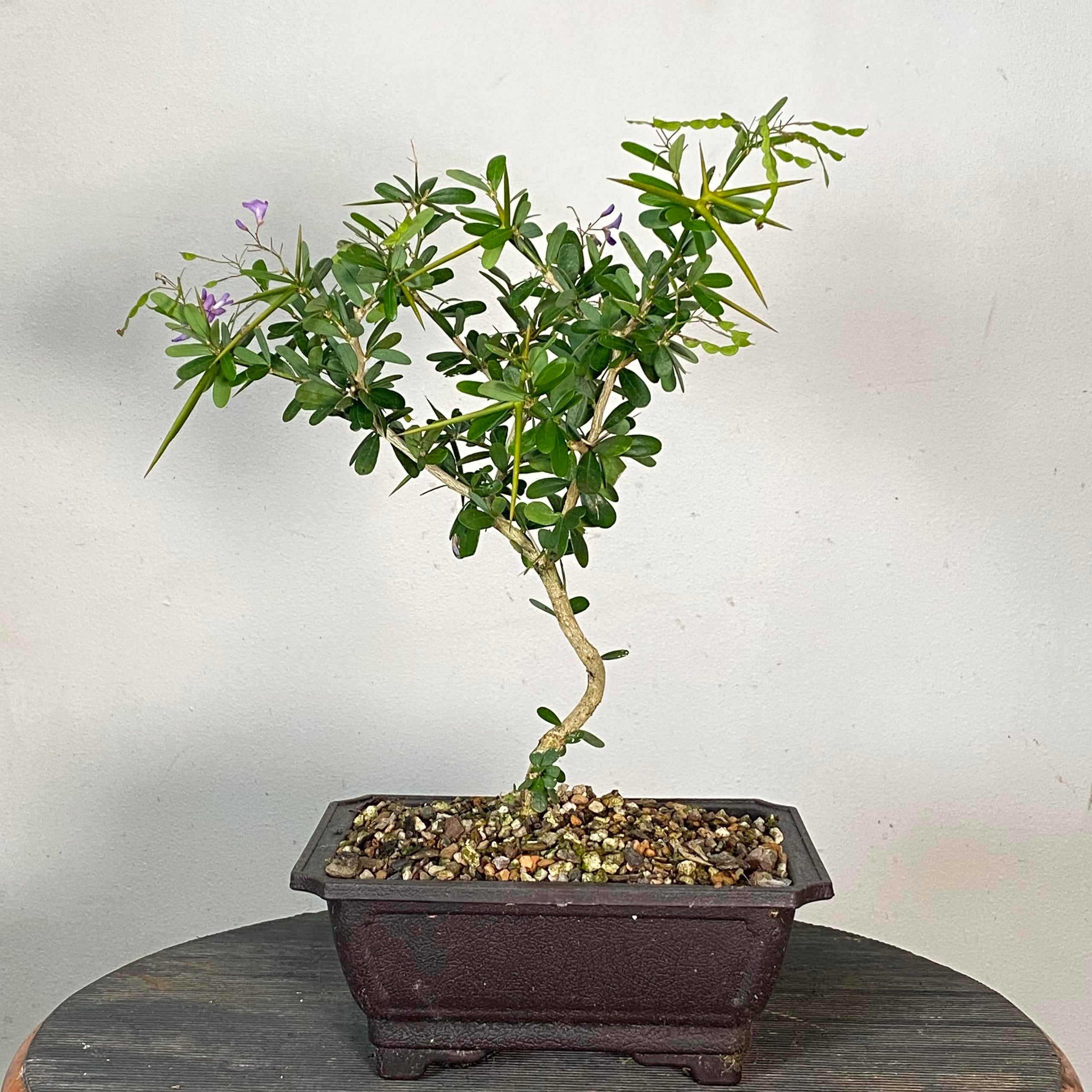 Vietnamese Blue Bell, Pre-Bonsai | Underhill Bonsai, LLC