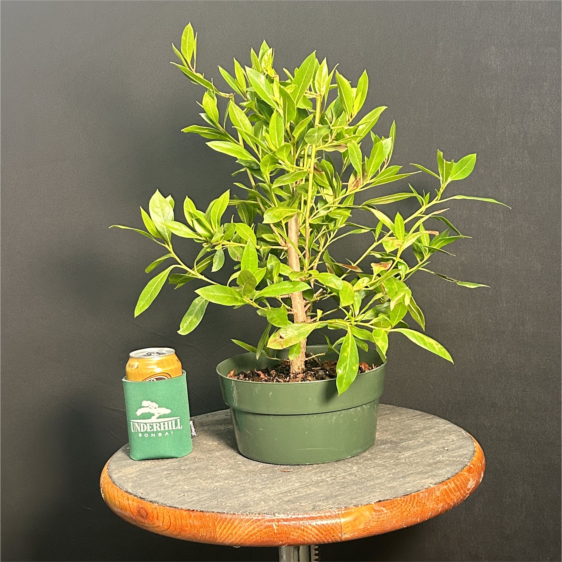 C'est Bonsai 2025 - Mike Lane Workshop, Buttonwood | Underhill Bonsai, LLC