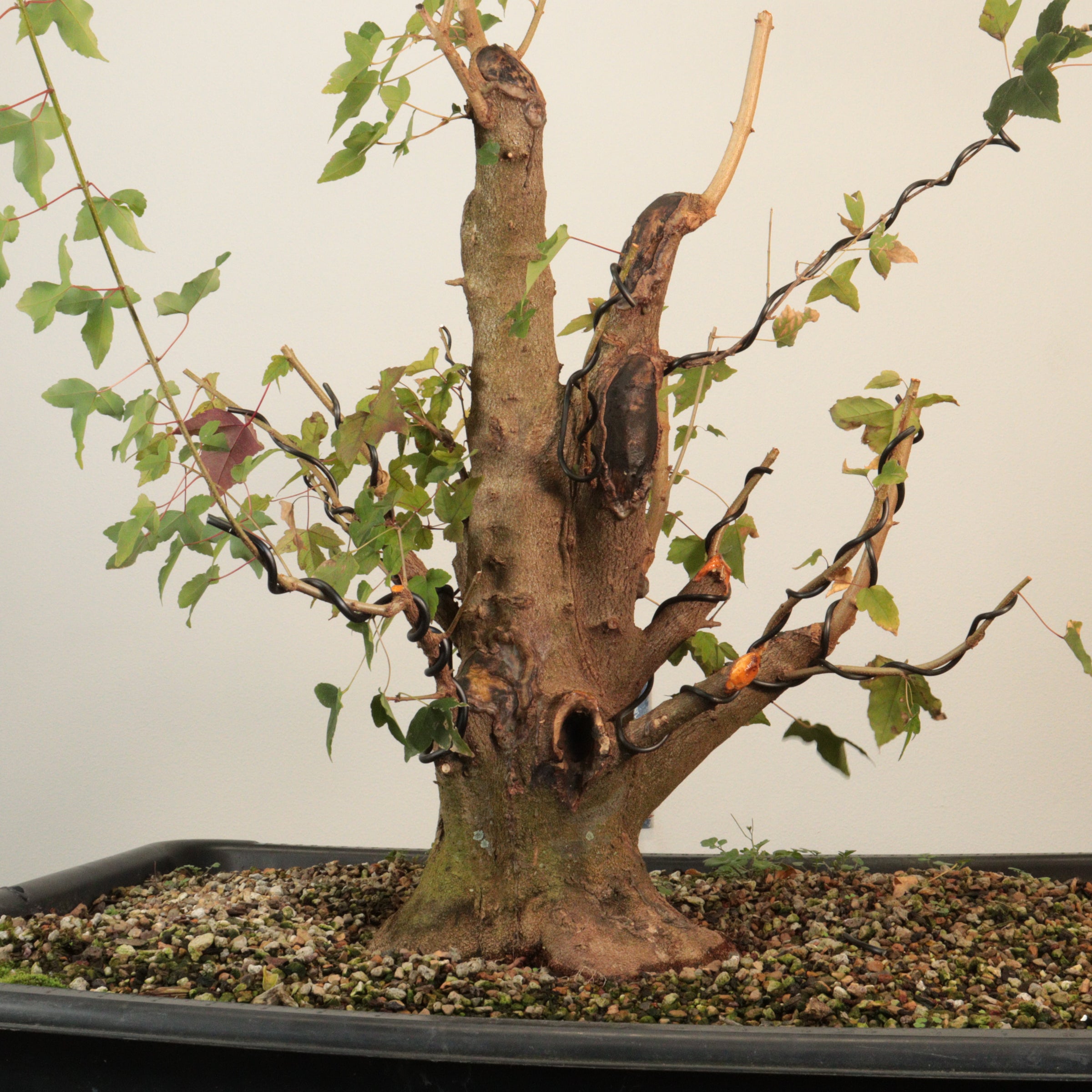 Silver Maple Bonsai