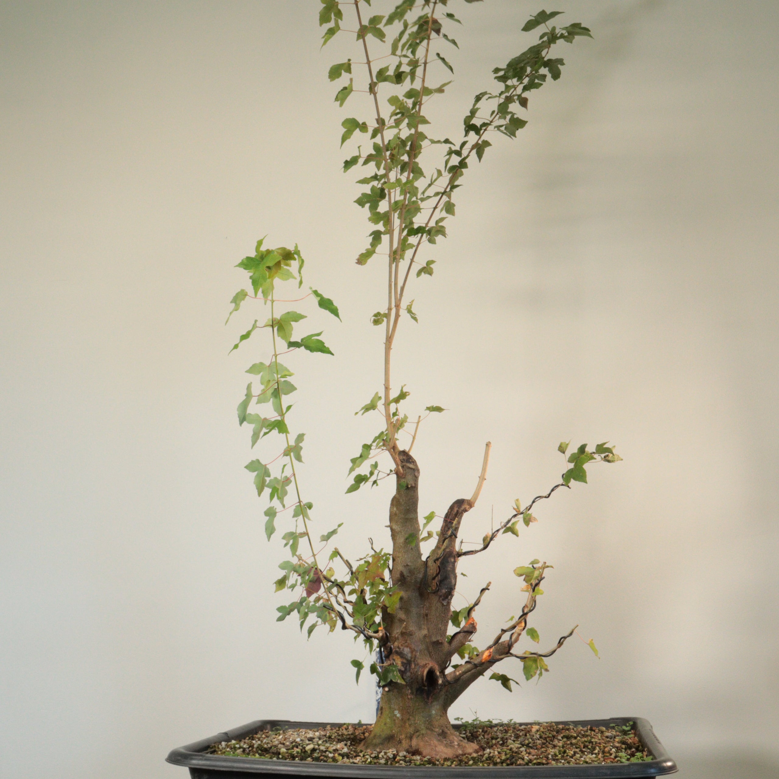 Silver Maple Bonsai