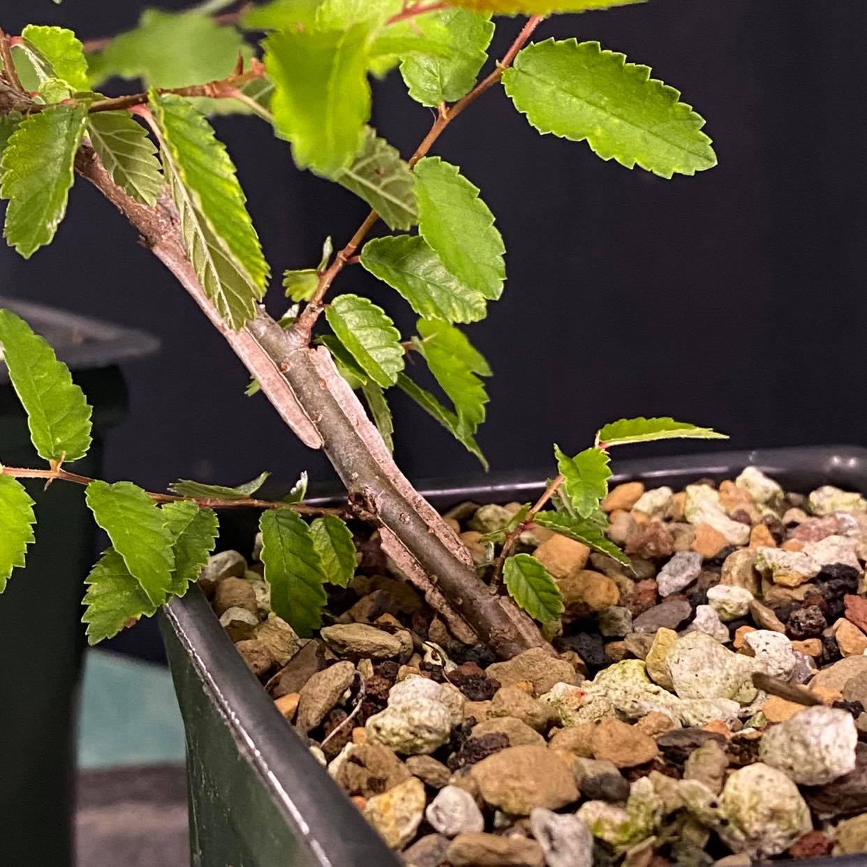 Ulmus alata - Winged Elm - starter trees for bonsai | Underhill Bonsai, LLC