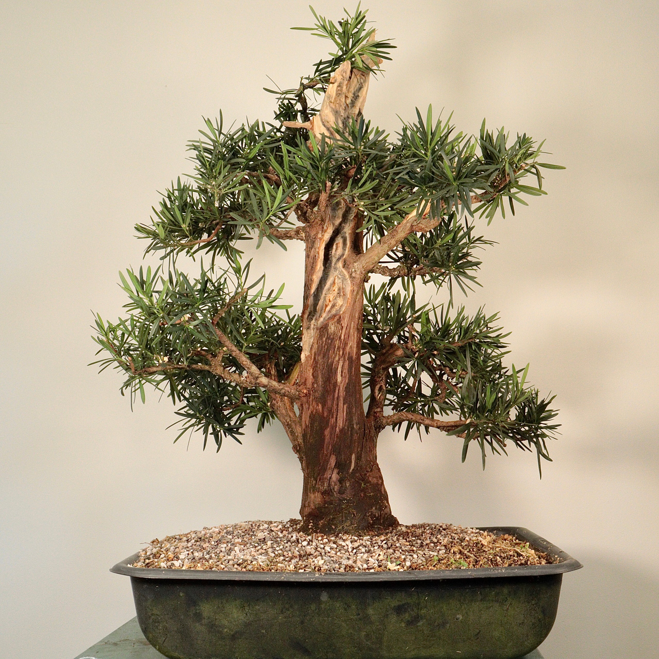 Buddhist Pine, specimen | Underhill Bonsai, LLC