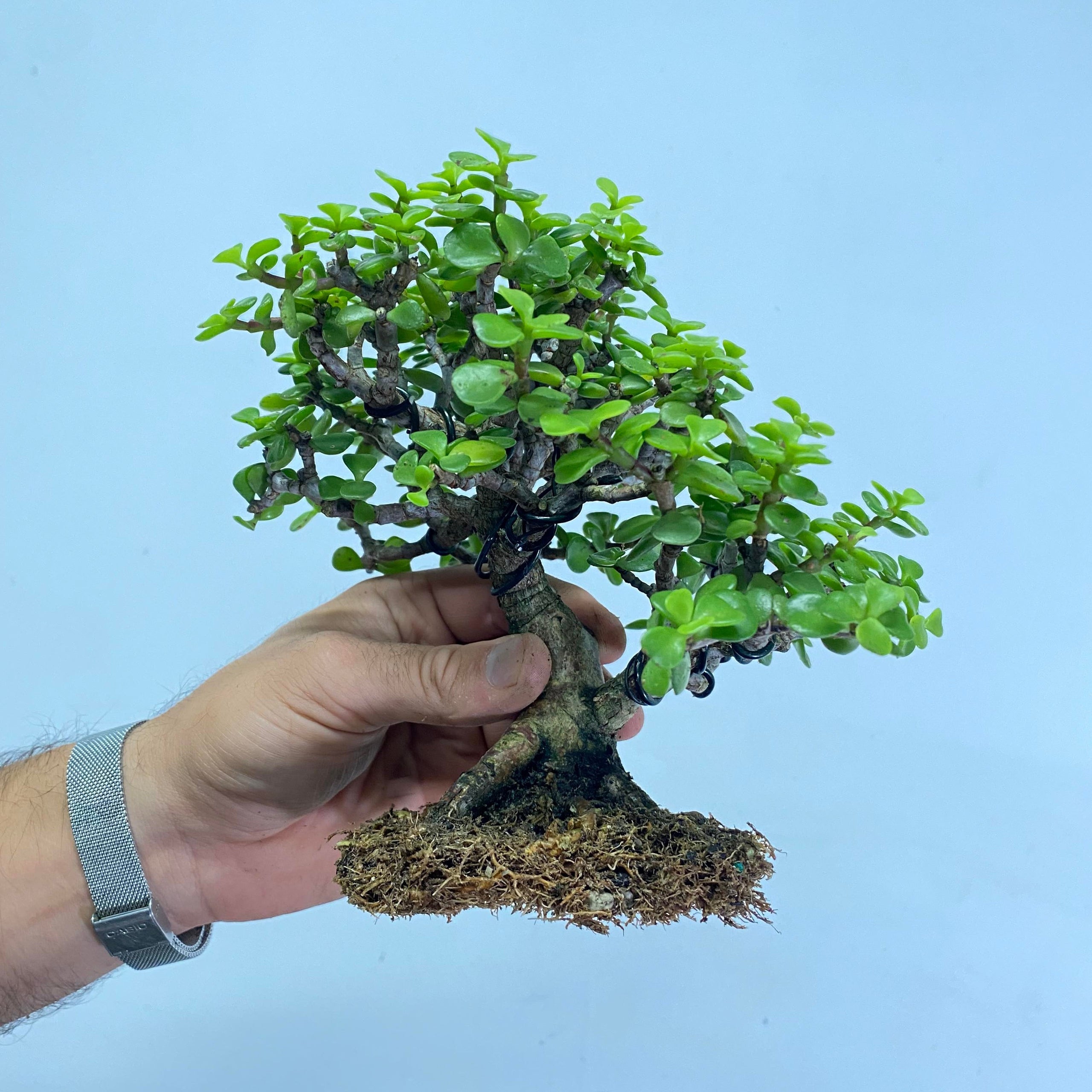 Bonsai 101 with Dwarf Jades hosted by Evan | Underhill Bonsai, LLC