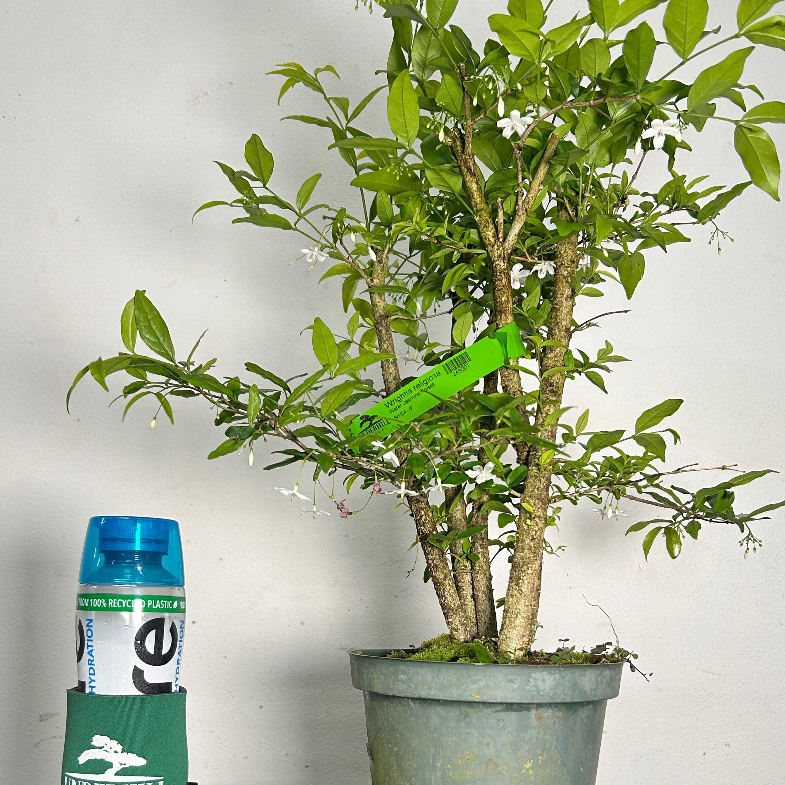 Water Jasmine Forest | Underhill Bonsai, LLC