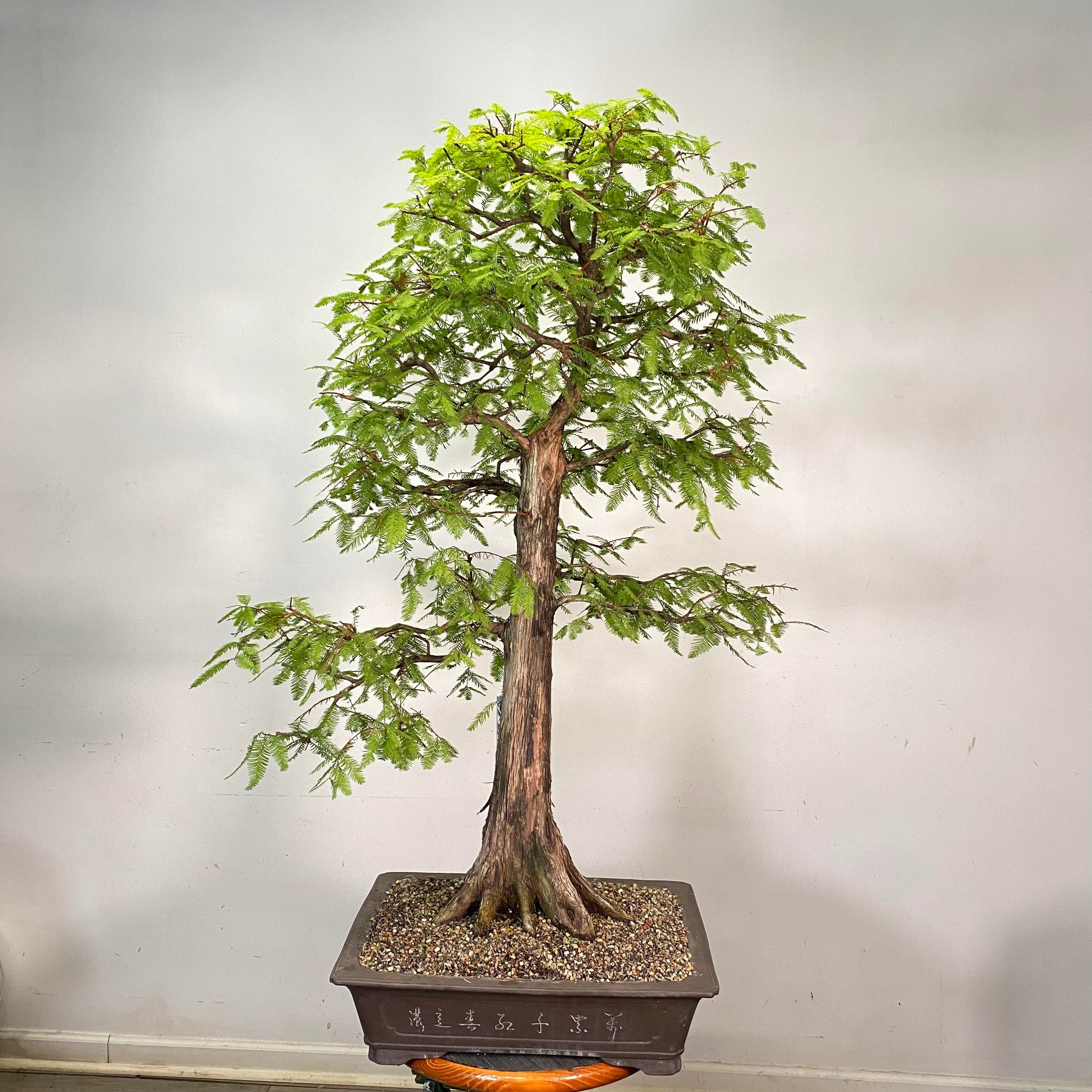 Bald Cypress, Specimen Bonsai | Underhill Bonsai, LLC